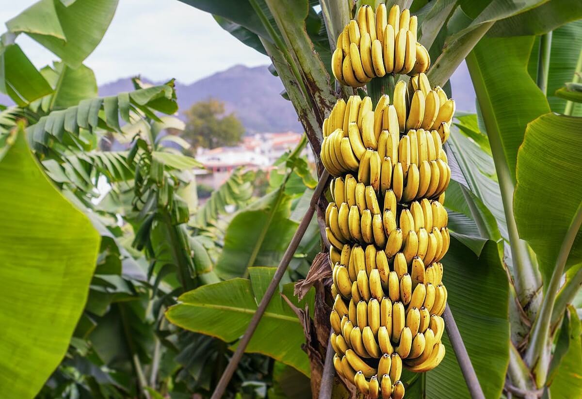El cambur, rey del potasio y mejor amigo del deportista - Experiencias Club